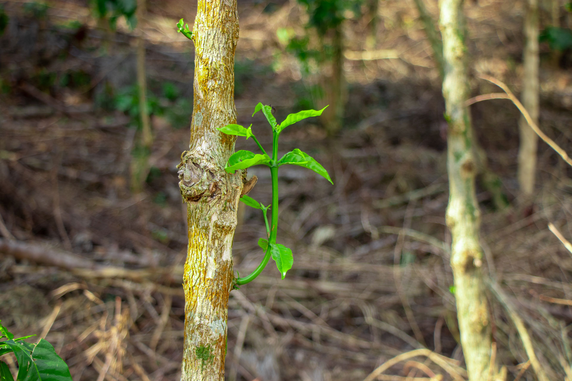 A Guide to Growing Healthy Coffee Trees – GMAC — Green Mountain Arabic ...