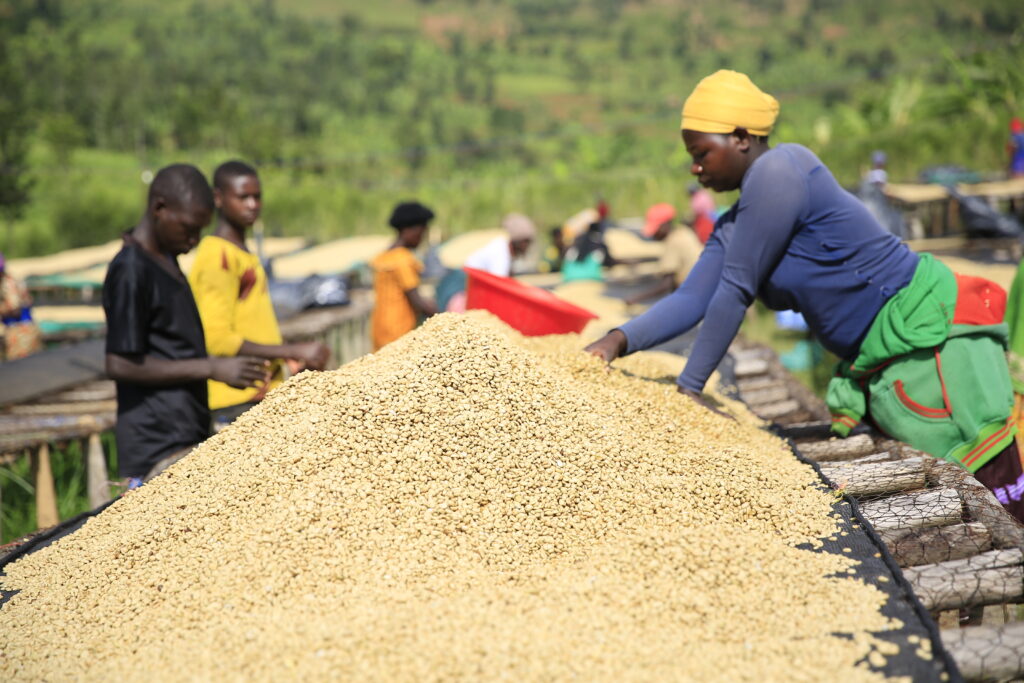 The Art of Coffee Sorting: From Raw Beans to a Cup of Perfection – GMAC ...